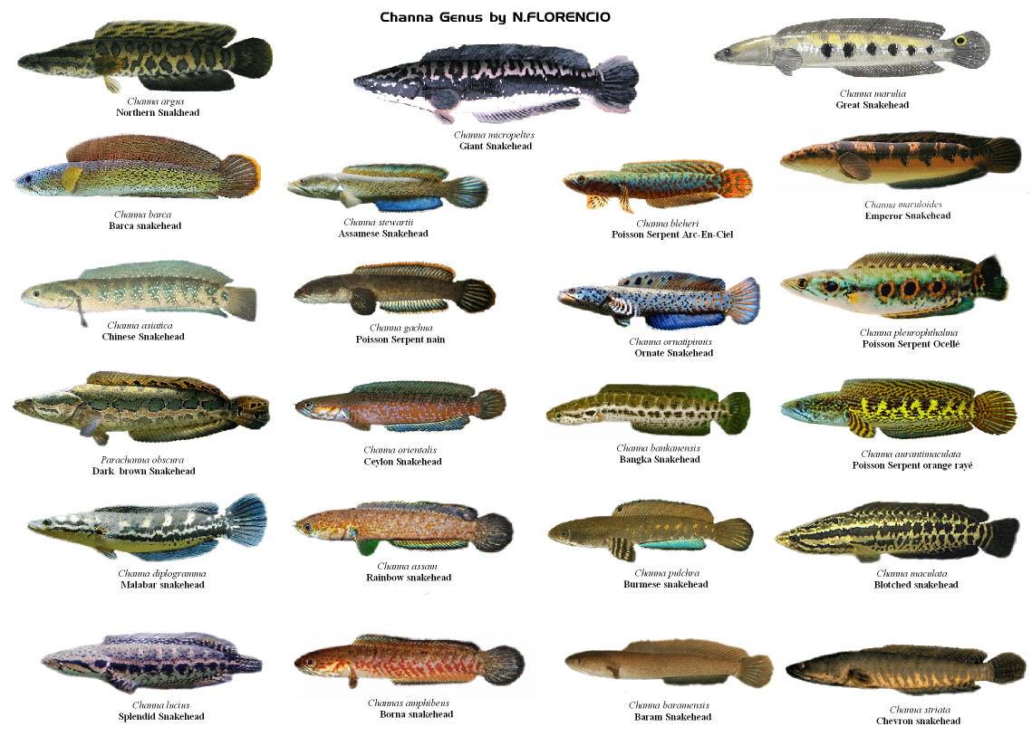 Betta Prints: World Of Fish Posters