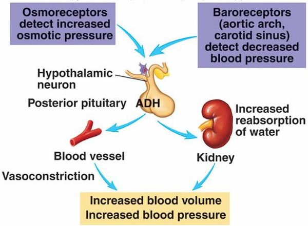 Renal physiology (Part 2): regulation of water balance ~ Urology Notes 2012