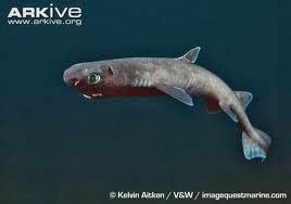 Dwarf lanternshark - Alchetron, The Free Social Encyclopedia