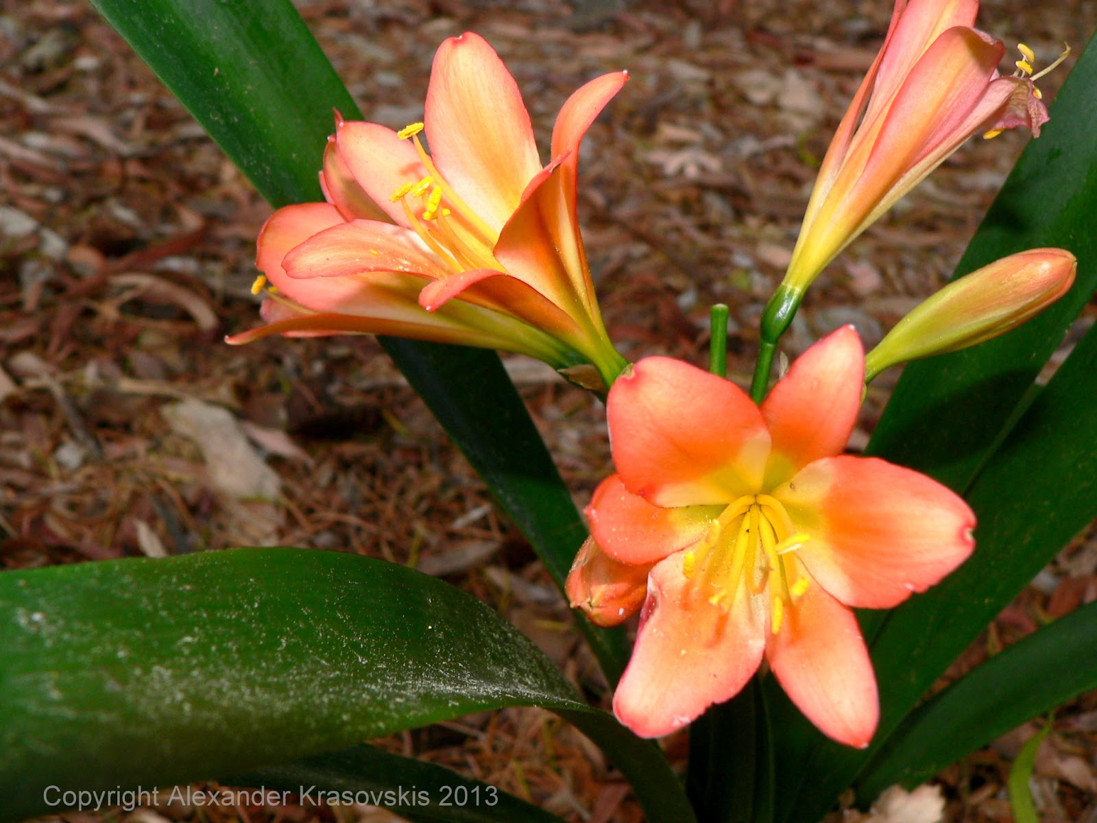 Aggregata Plants & Gardens: Clivia seed collection and propagation ...