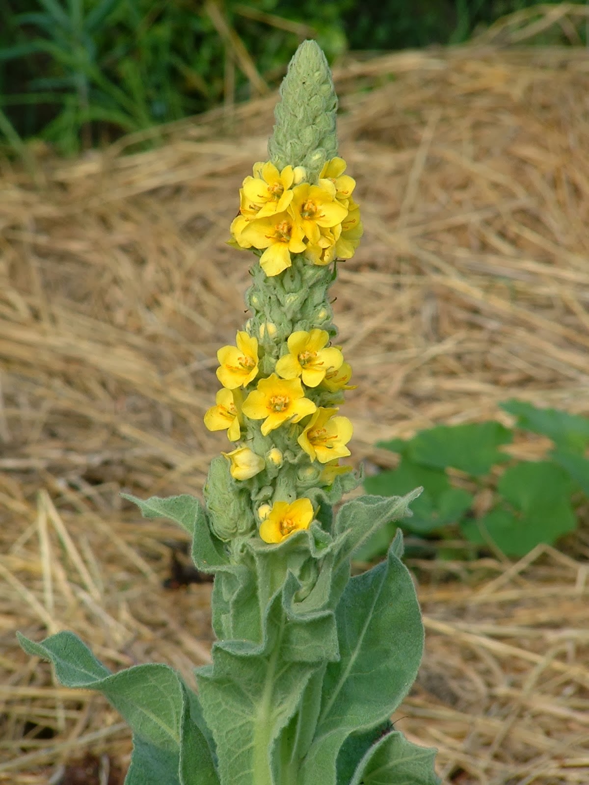ΒΕΡΜΠΑΣΚΟ φλόμος - Verbascum Thapsus | ΒΟΤΑΝΟΘΕΡΑΠΕΙΑ . ΘΕΡΑΠΕΥΤΙΚΑ ...