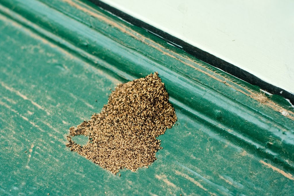 Termite - Termites Inside House - House Information Center