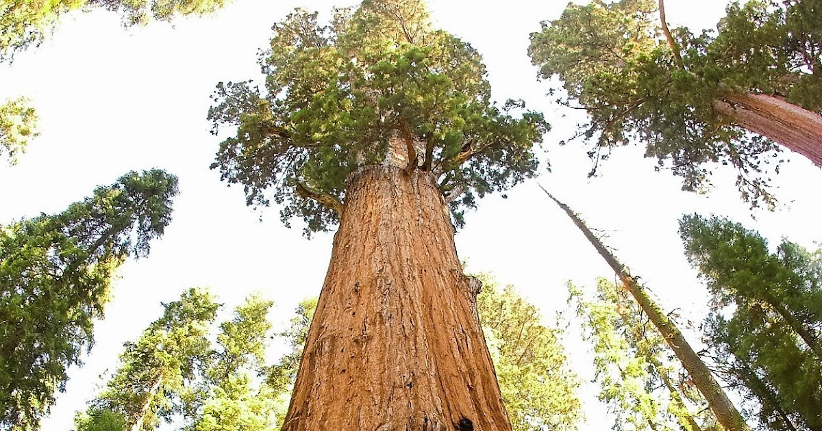 Fieggentrio: Bomen. De General Sherman.
