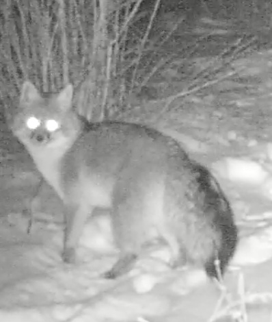 Tales From The Wilds: This Place Goes to the Dogs at Night & Pictures ...