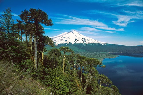 Flora y Fauna Chilena: Flora y Fauna Chilena