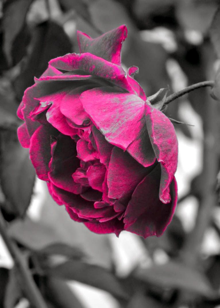 Gulab Red Rose | Backyards Click