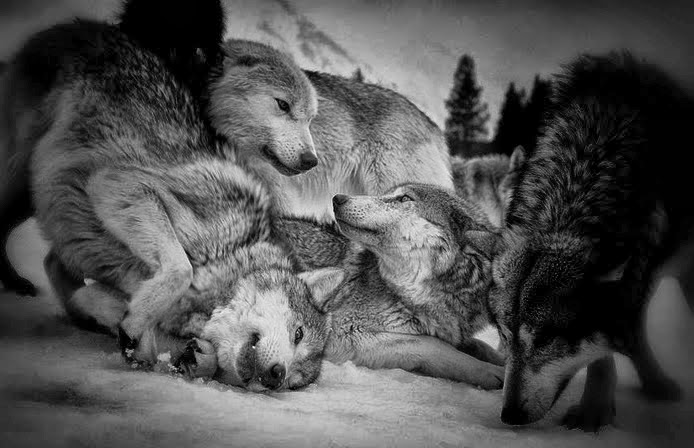 STOP WOLF HUNTS: WOLF PETITIONS