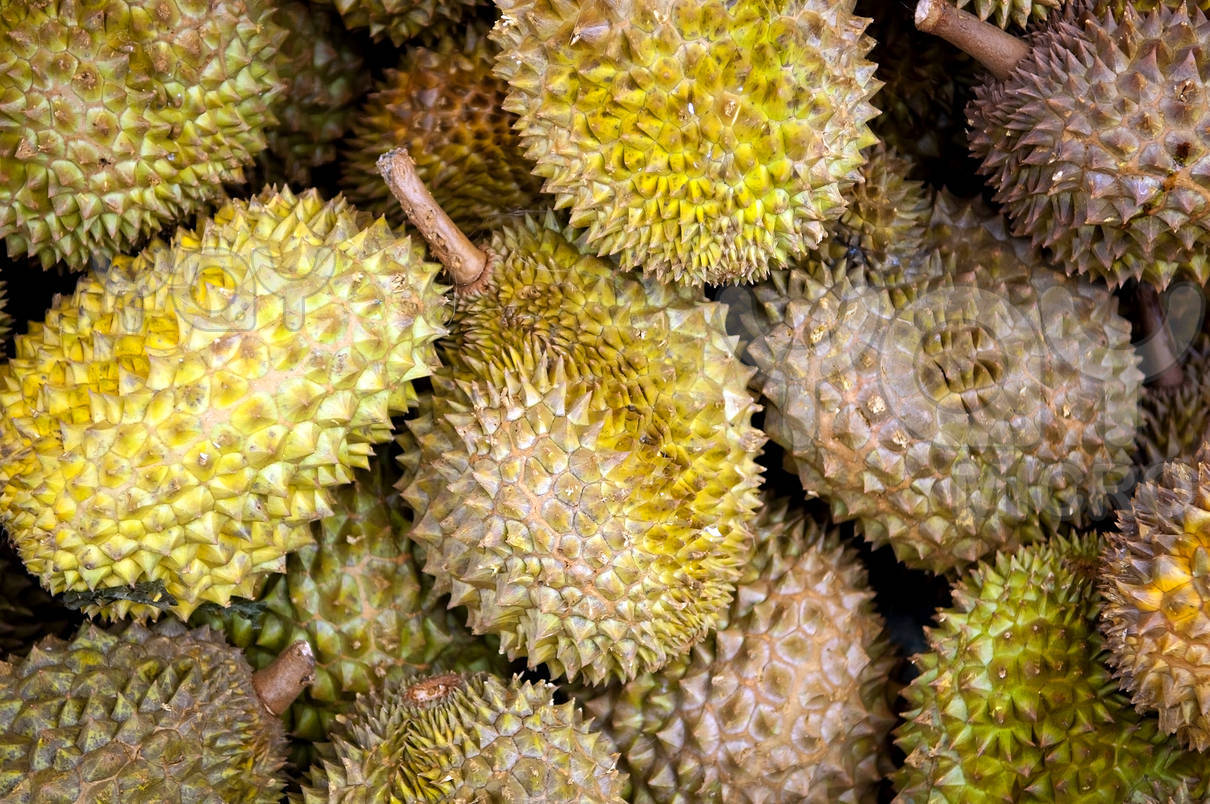 ONLINE WORK: Durian .... wallpapers download..