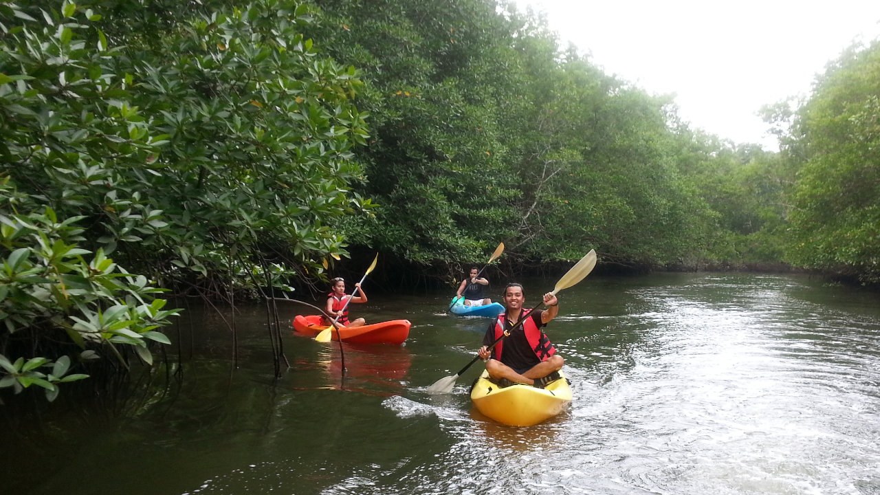 Langkawi Mangrove Tour: Mangrove Tour by Kayak