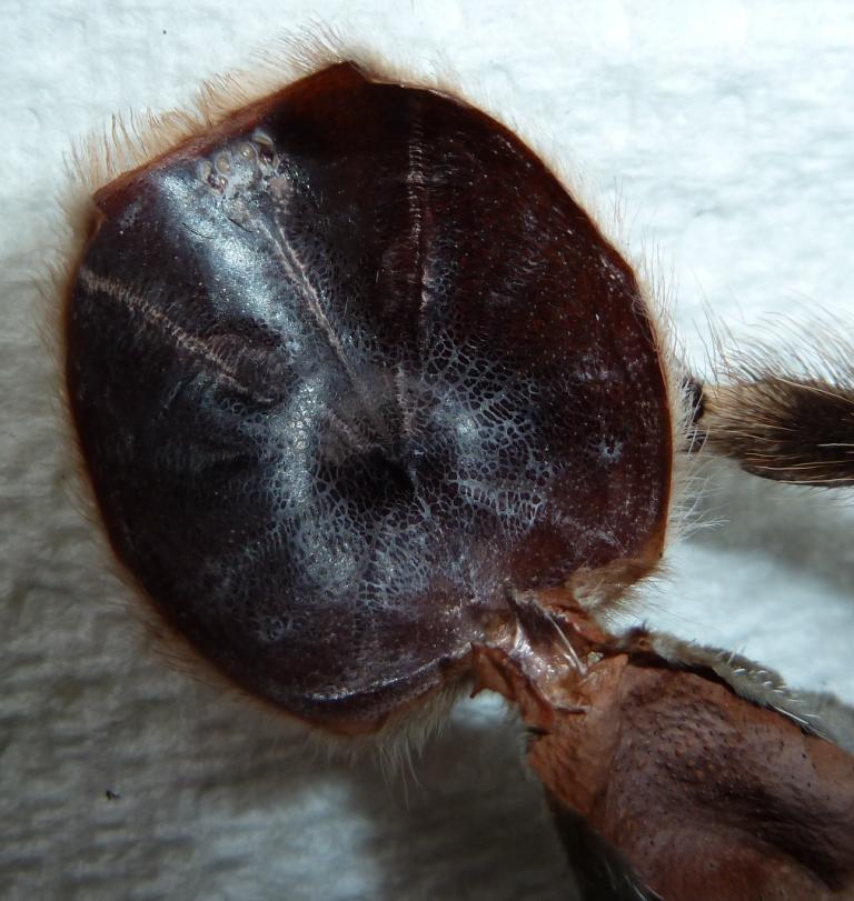 Dave Hubble's ecology spot: Tarantula anatomy II: the cephalothorax