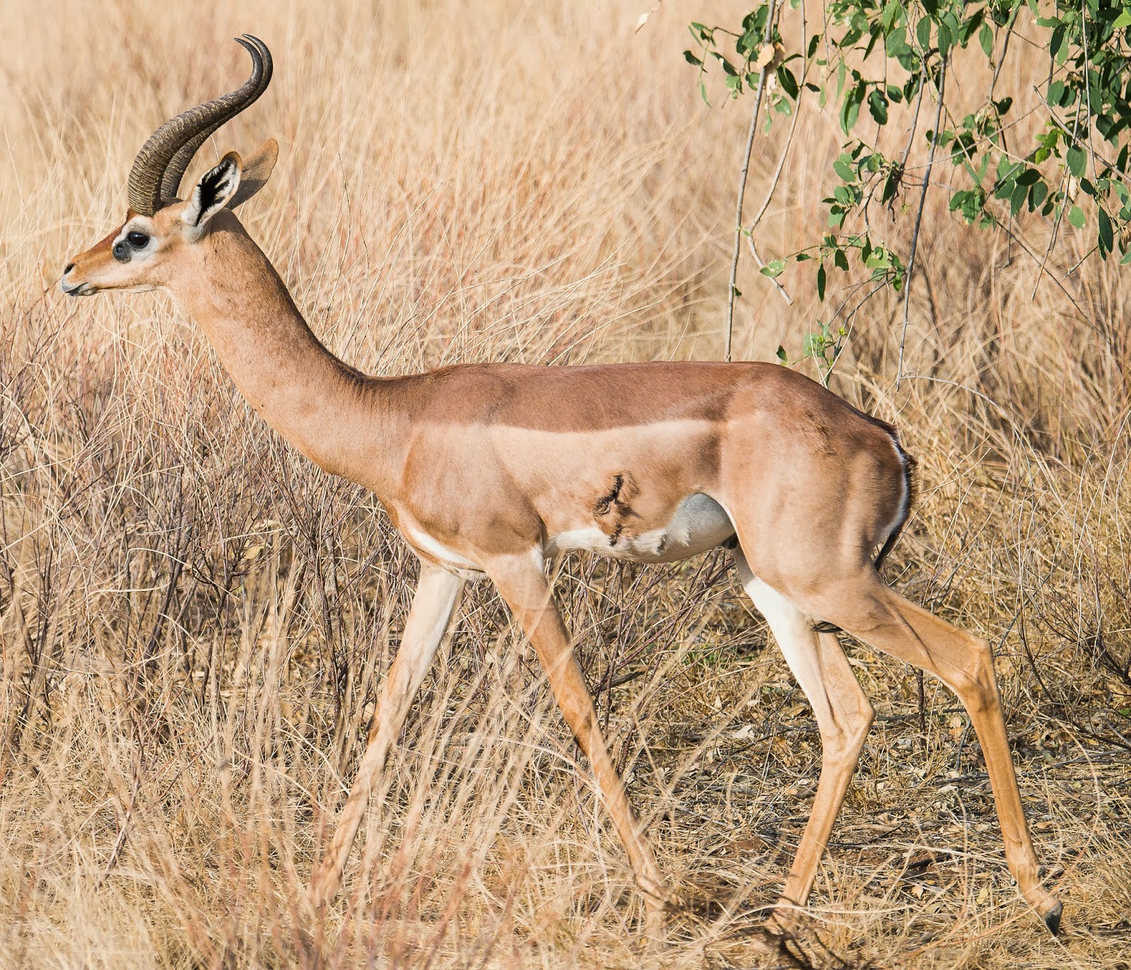 photoscope: Gerenuk, Kudu, dikdik and other gazelles