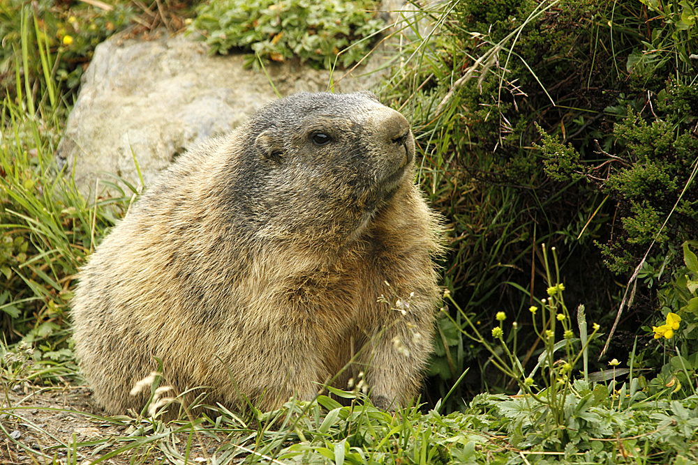 Fröken Fia i Amerika: Murmeldjur, förkylning och Superbowl!
