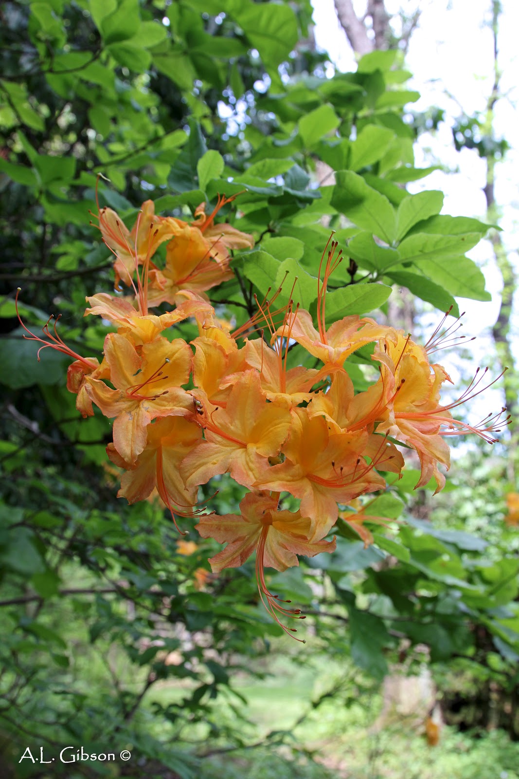 The Buckeye Botanist: Flame Azalea (Rhododendron calendulaceum)