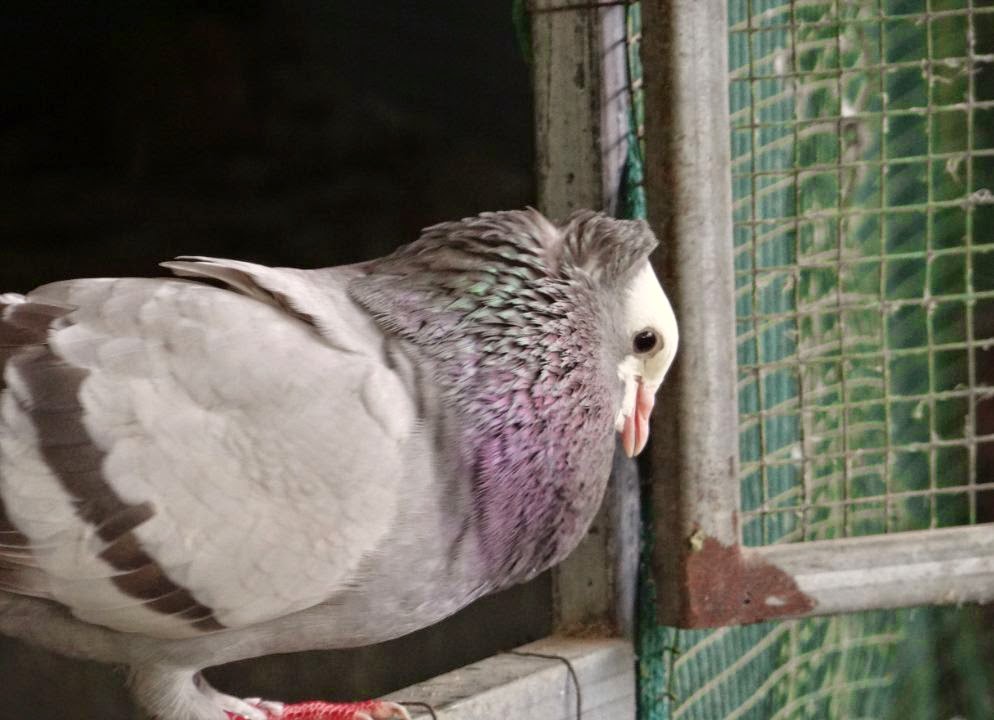 World of Pigeons and Doves: Mookee Pigeon