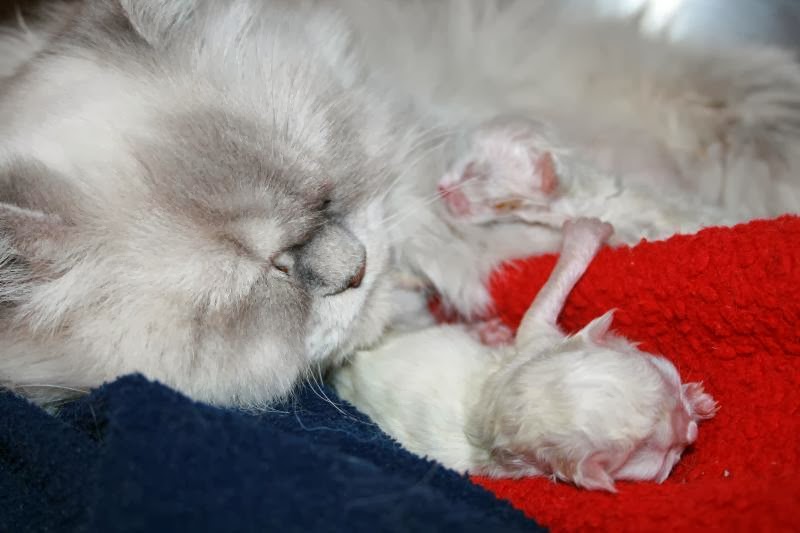 Cesarean section in cats, Pathology of childbirth Part 1 - veterinary ...