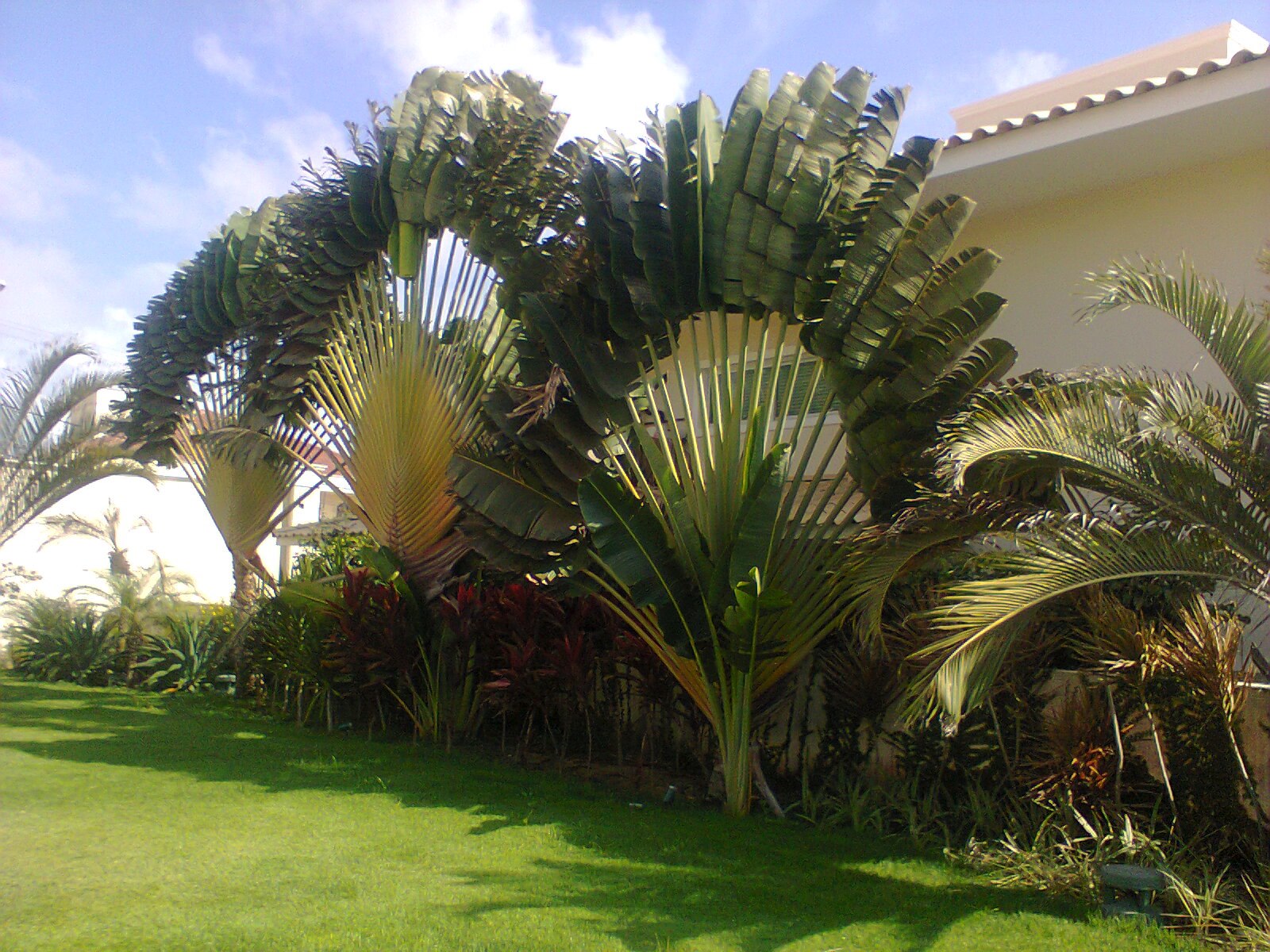 Vida Verde - Vendas Online: Ravenala