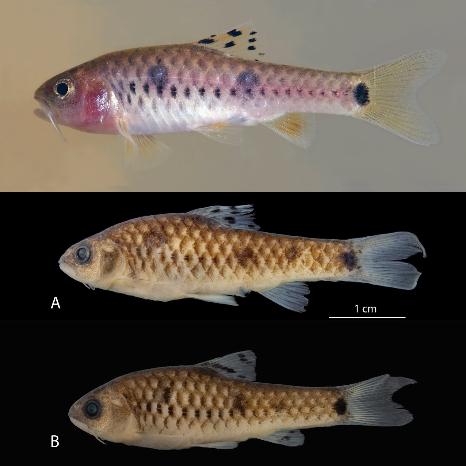 Species New to Science: [Ichthyology • 2019] Enteromius pinnimaculatus ...