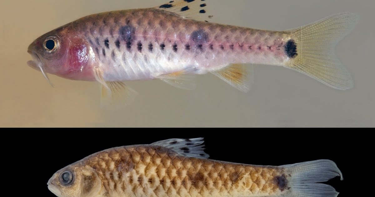 Species New to Science: [Ichthyology • 2019] Enteromius pinnimaculatus ...