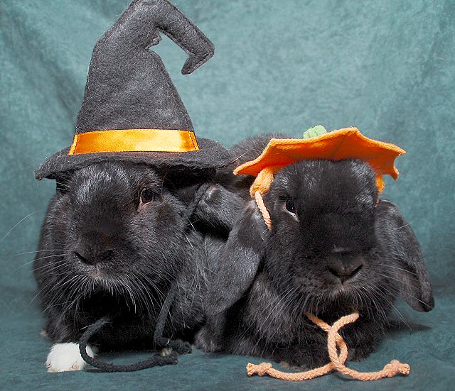 Rabbits!: Halloween Buns