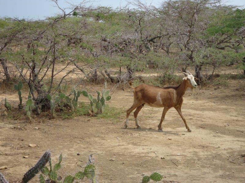 El mundo en un bolsillo: ALGUNAS COSAS SOBRE LOS WAYÚU. ¿SABÍAS QUE…?
