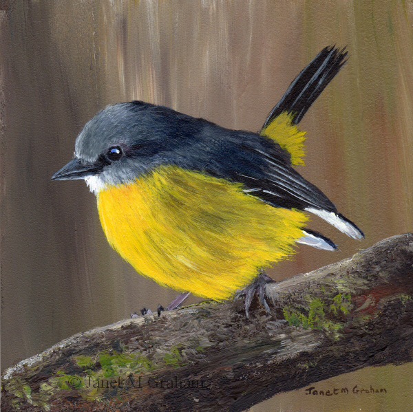 Janet M Graham's Painting Blog: Eastern Yellow Robin No 2 in acrylics