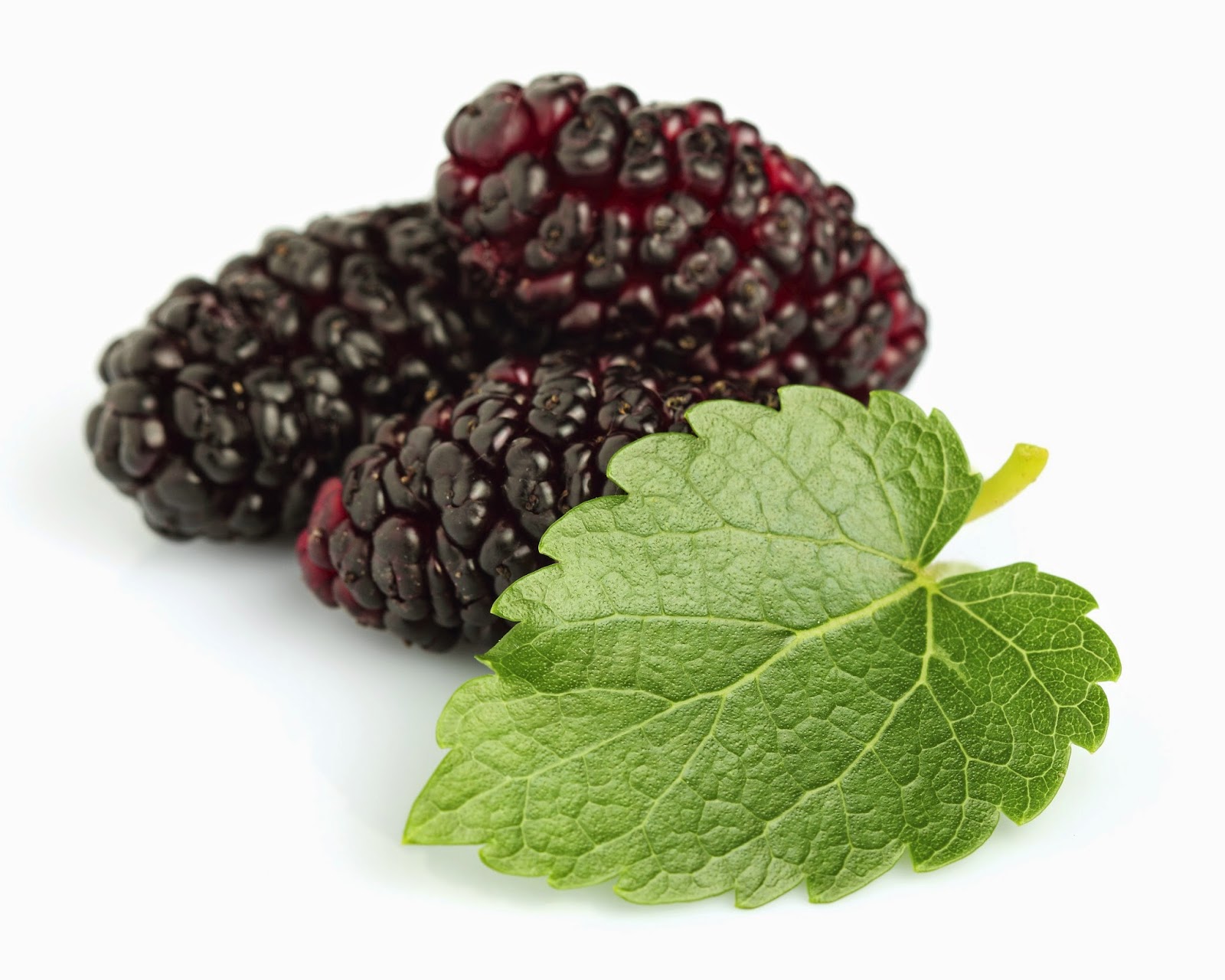 Chinese Medicine World: Mulberry Power