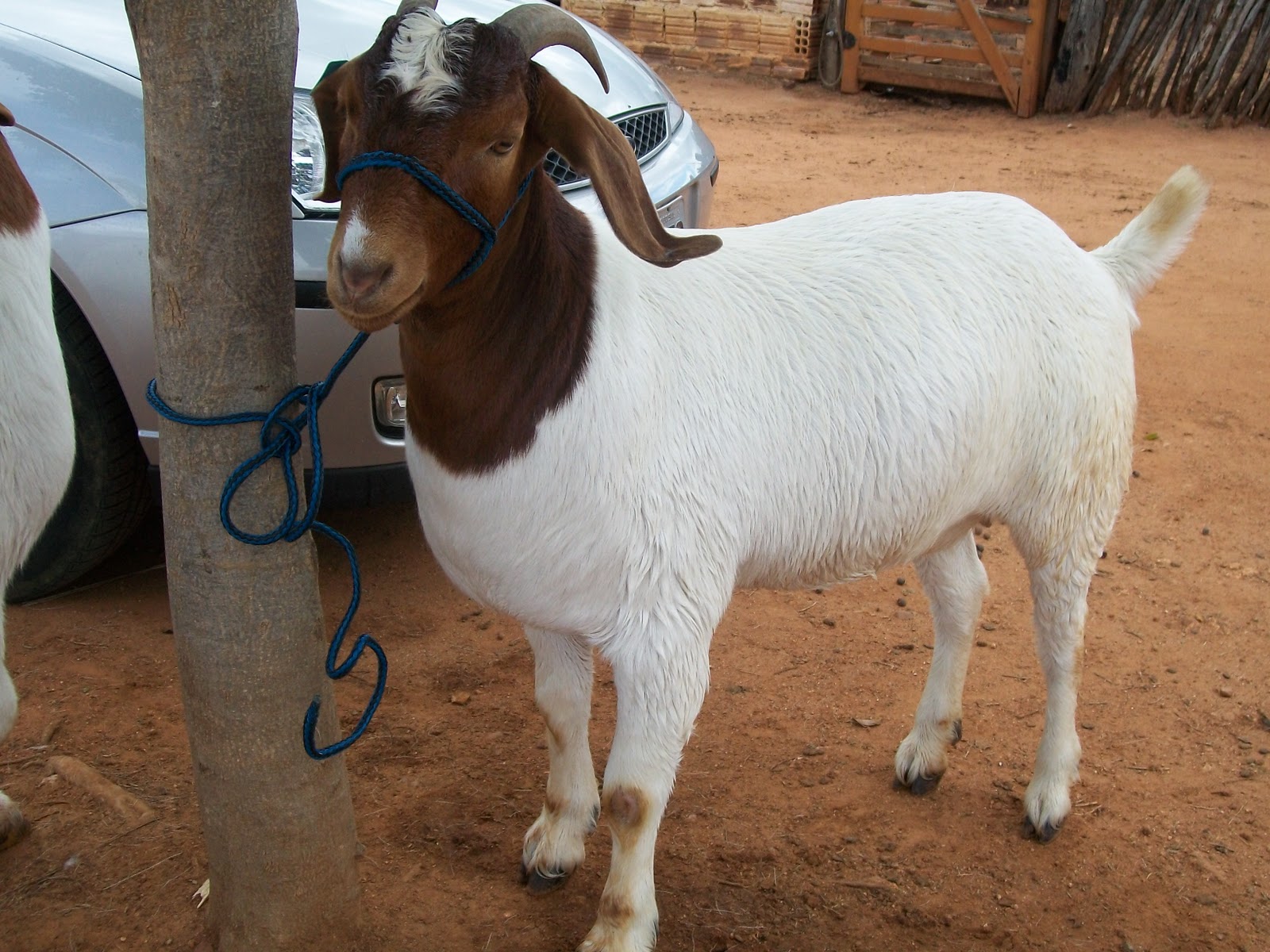 ovinos e caprinos: Raça de Caprinos boer