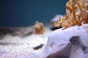 Exhibit Galleries Blog: Baby Fish! Meet the Newest Gulf Stream Orphans