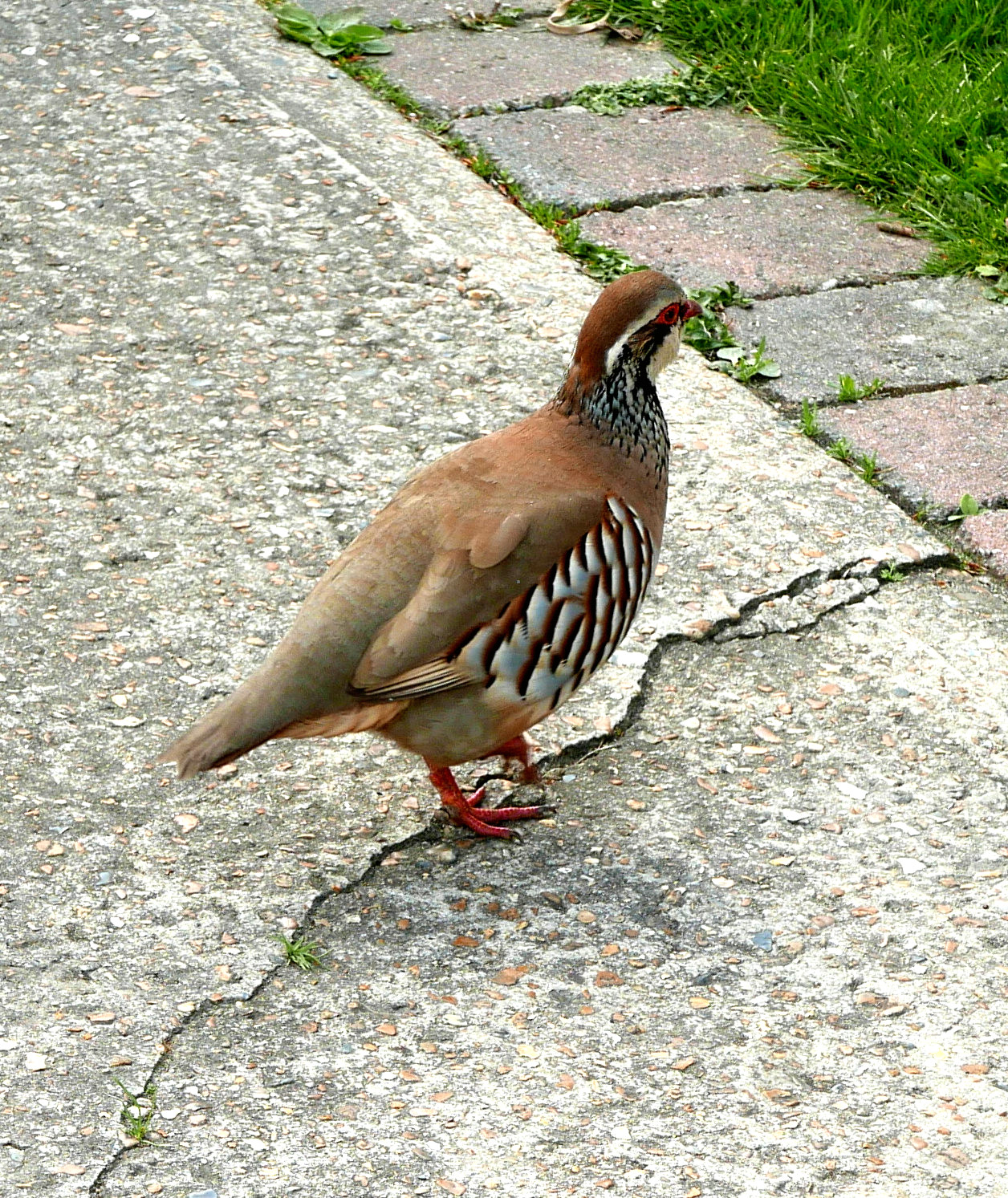 Lucy Melford: Two partridges come a-visiting; and wekas at Westport ...