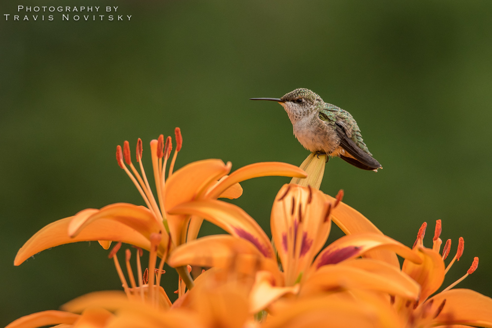 Photography by Travis Novitsky - Photo Journal: More hummingbird shots ...