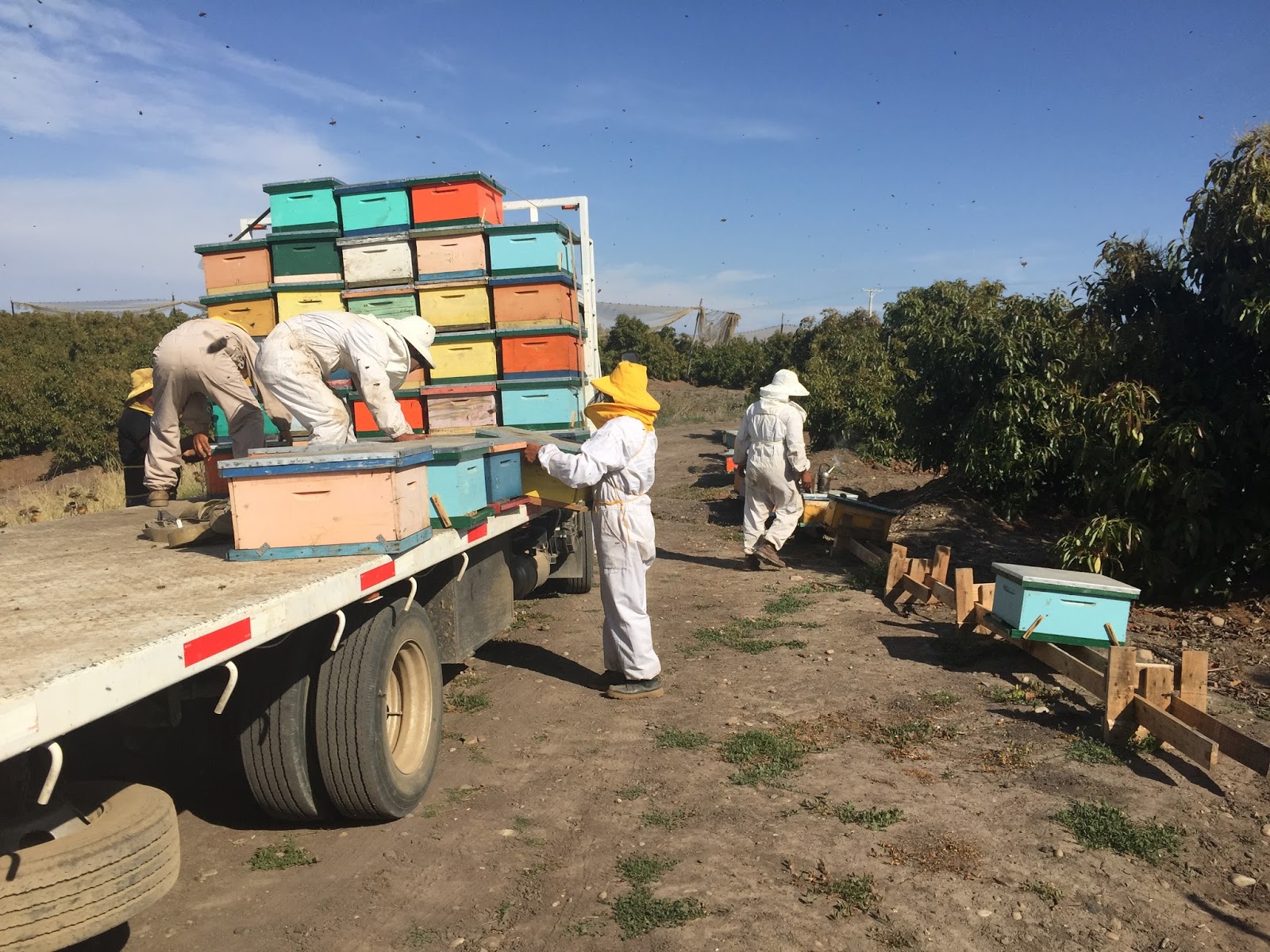 .: PREPARAÇÃO DE COLMEIAS PARA POLINIZAÇÃO