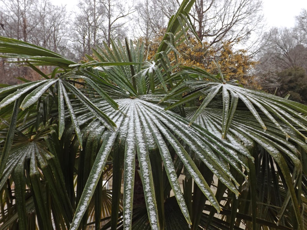 Ice Palm Tree Nargiletabg
