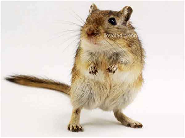 Gerbil | Wildlife | The Wildlife