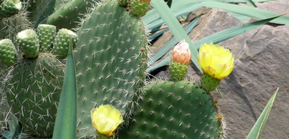 MS: El nopal podría sustituir el plástico, descubren estudiantes de México