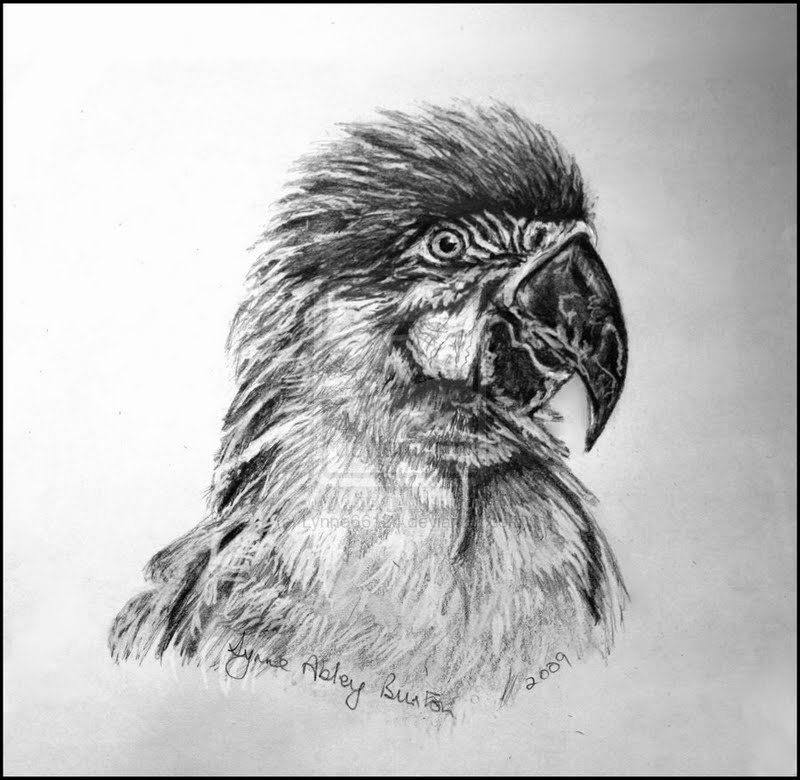 GRIFFE TATTOO: ARARA TATTOO