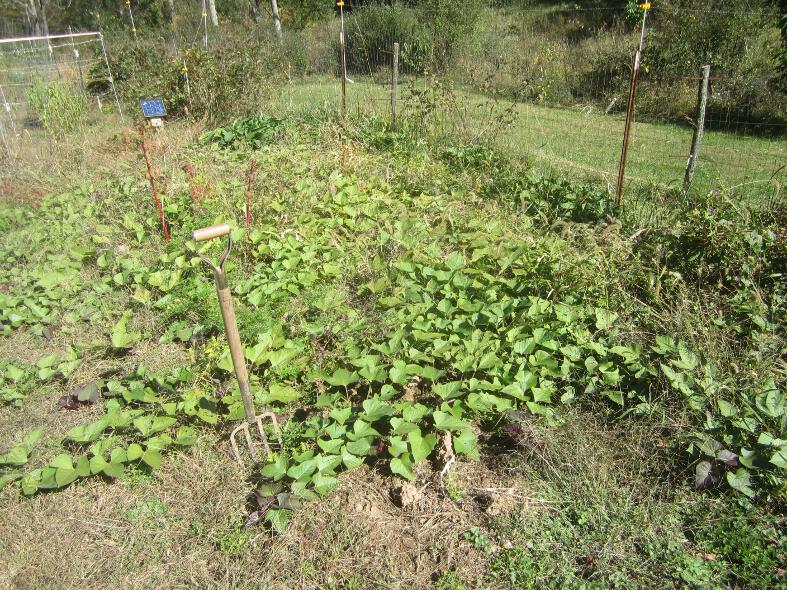 Simply Resourceful: Sweet Potato Harvest!