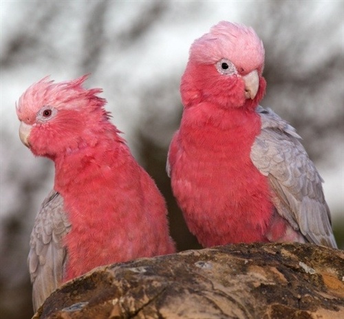 Galah or Rose-breasted Cockatoos / Roseate