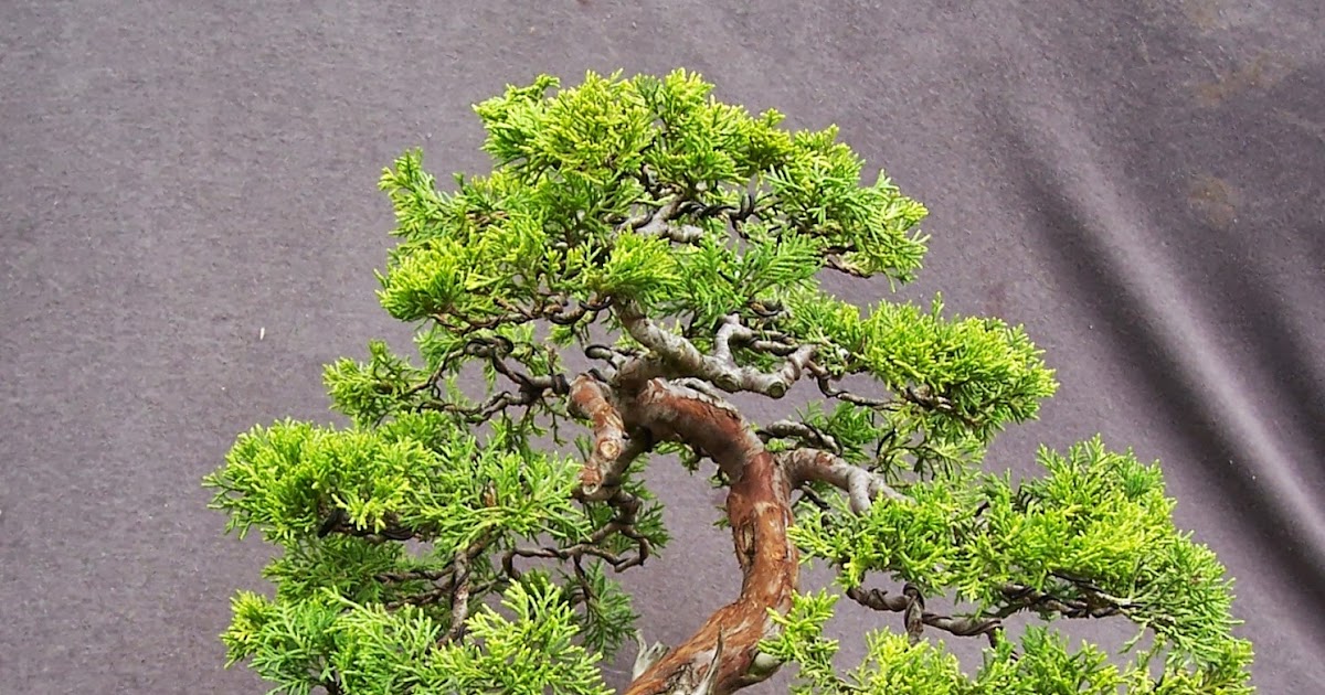 Miko Bonsai Chinese Juniper Old Gold