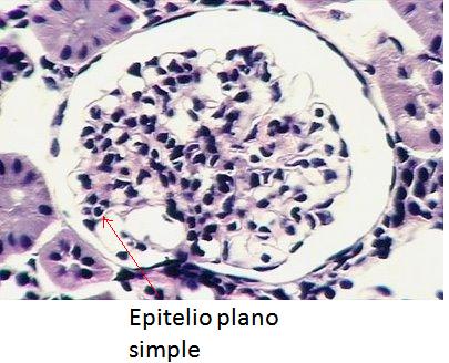 atlas de histología: TEJIDO EPITELIAL