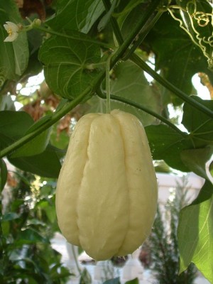 AL FUM DE LA XIMENERA : CHAYOTE CON CEBOLLA CARAMELIZADA Y HUEVO ESCALFADO.