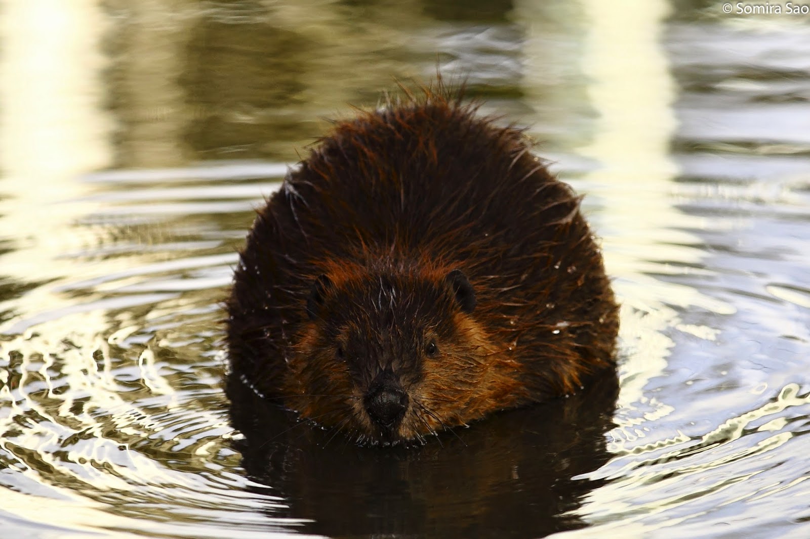 Anasazi Racing: beaver (castor canadensis)