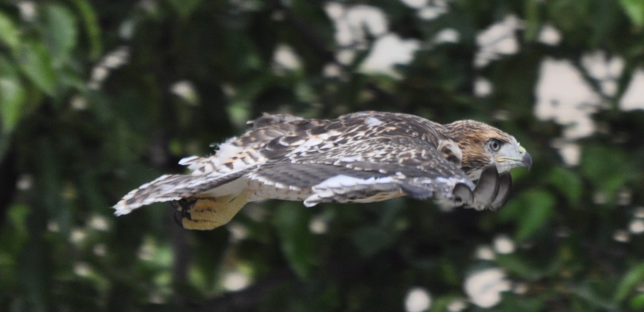 Hawkwatch at the Franklin Institute: #1 fledges, #2 fledges, and ...