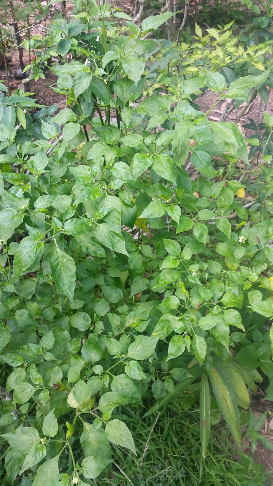 Warisan Petani: Pokok Cili Padi.
