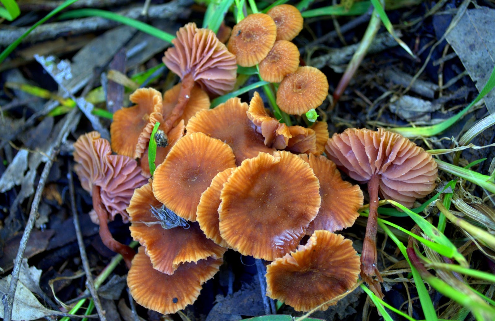 Setas Extremadura : Laccaria Fraterna