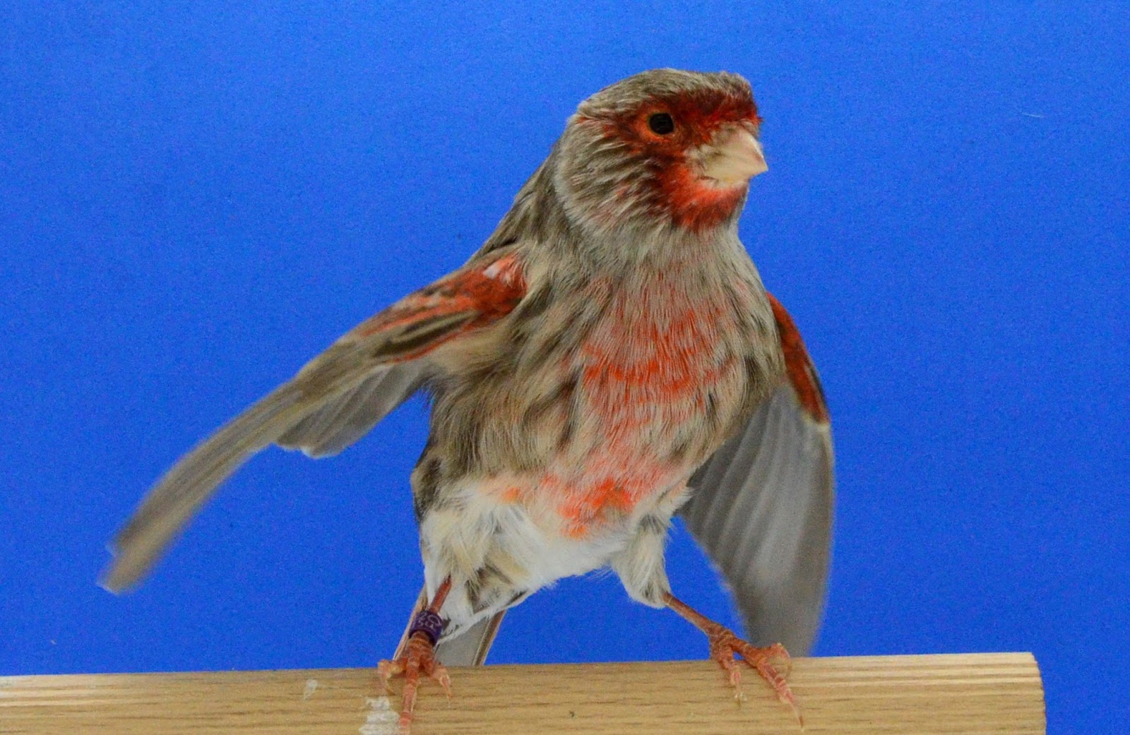AVIARIO DE CANARIOS DE COLOR: septiembre 2015