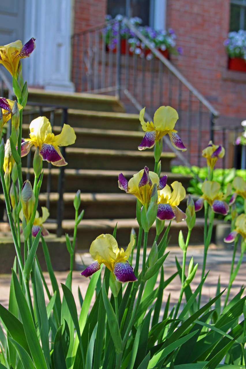Wooster Square Blossom Blog: 2014 World Famous Wooster Square Cherry ...