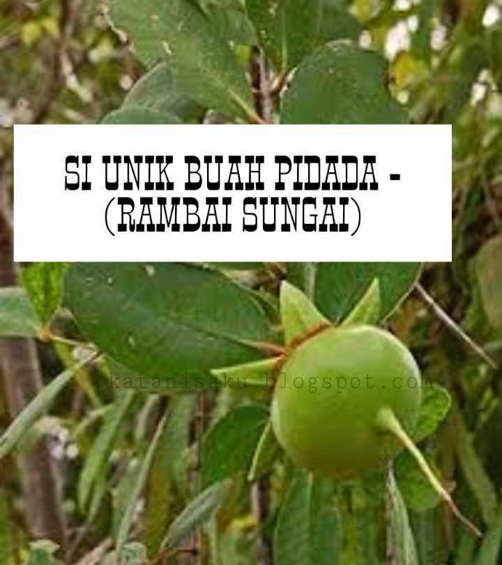 SI UNIK BUAH PIDADA - RAMBAI SUNGAI - www.nisazet.com