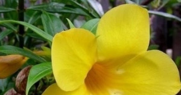 50+ Bagian Bagian Bunga Alamanda, Inspirasi Terkini!