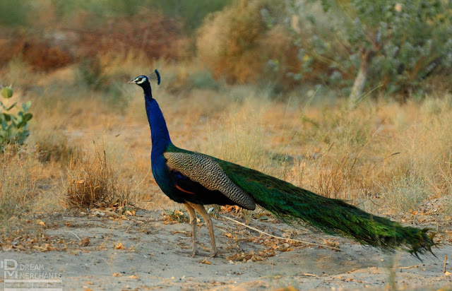 Beautiful Birds of Pakistan - 4 ~ Jaho Jalal