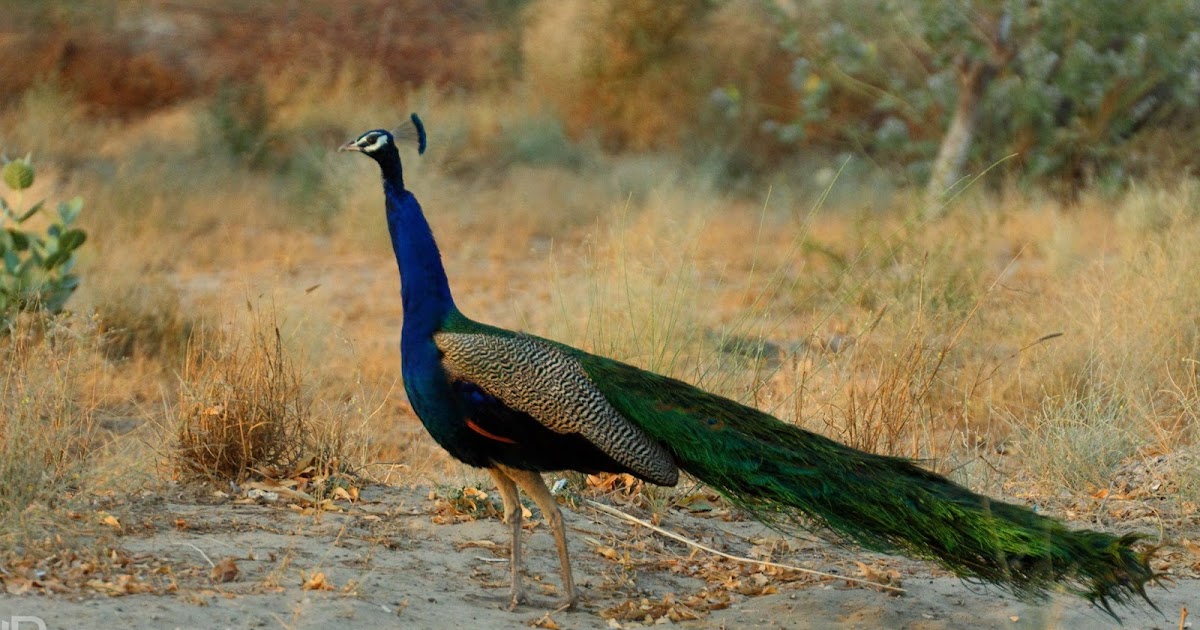 Beautiful Birds of Pakistan - 4 ~ Jaho Jalal